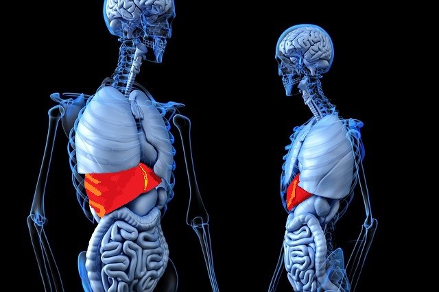 Fegato: cos'è e a cosa serve - Laboratorio Dr. D'Errico Angelo